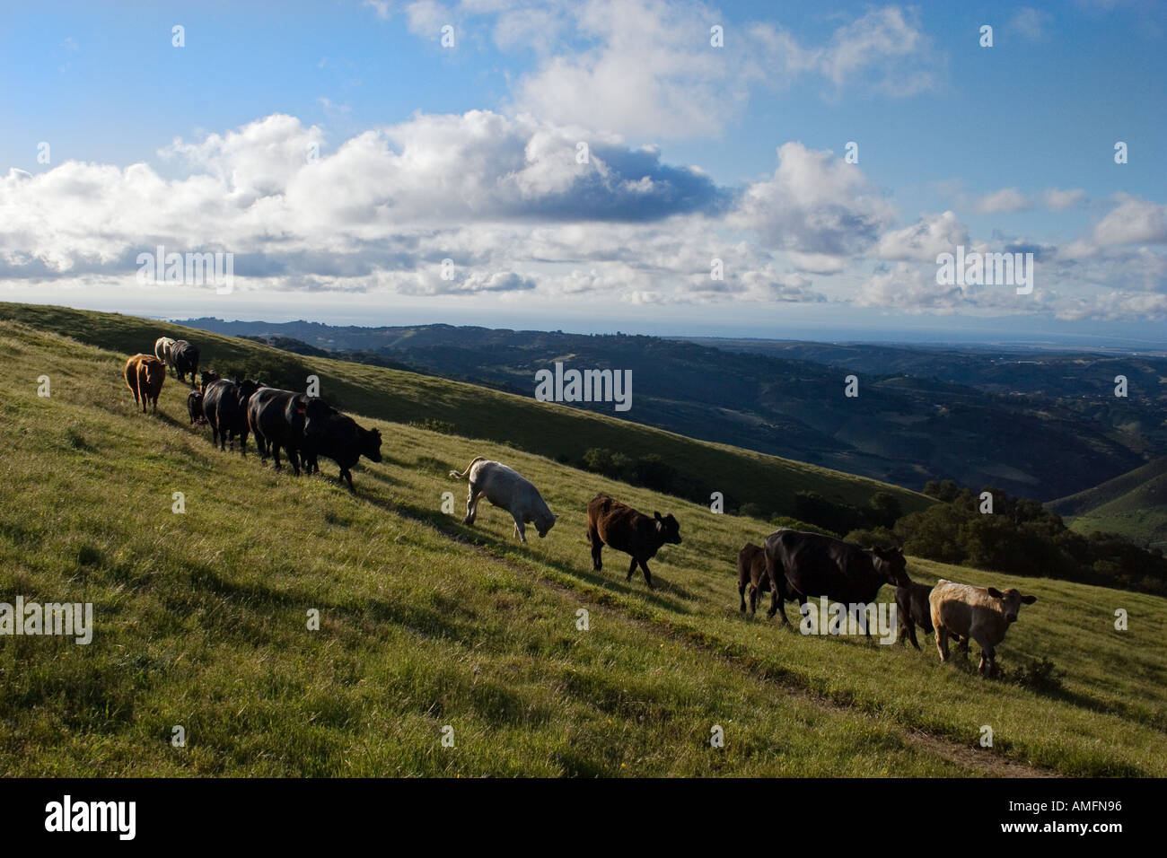 Cross bred Angus beef cows feed on lush spring pasture on a California ...