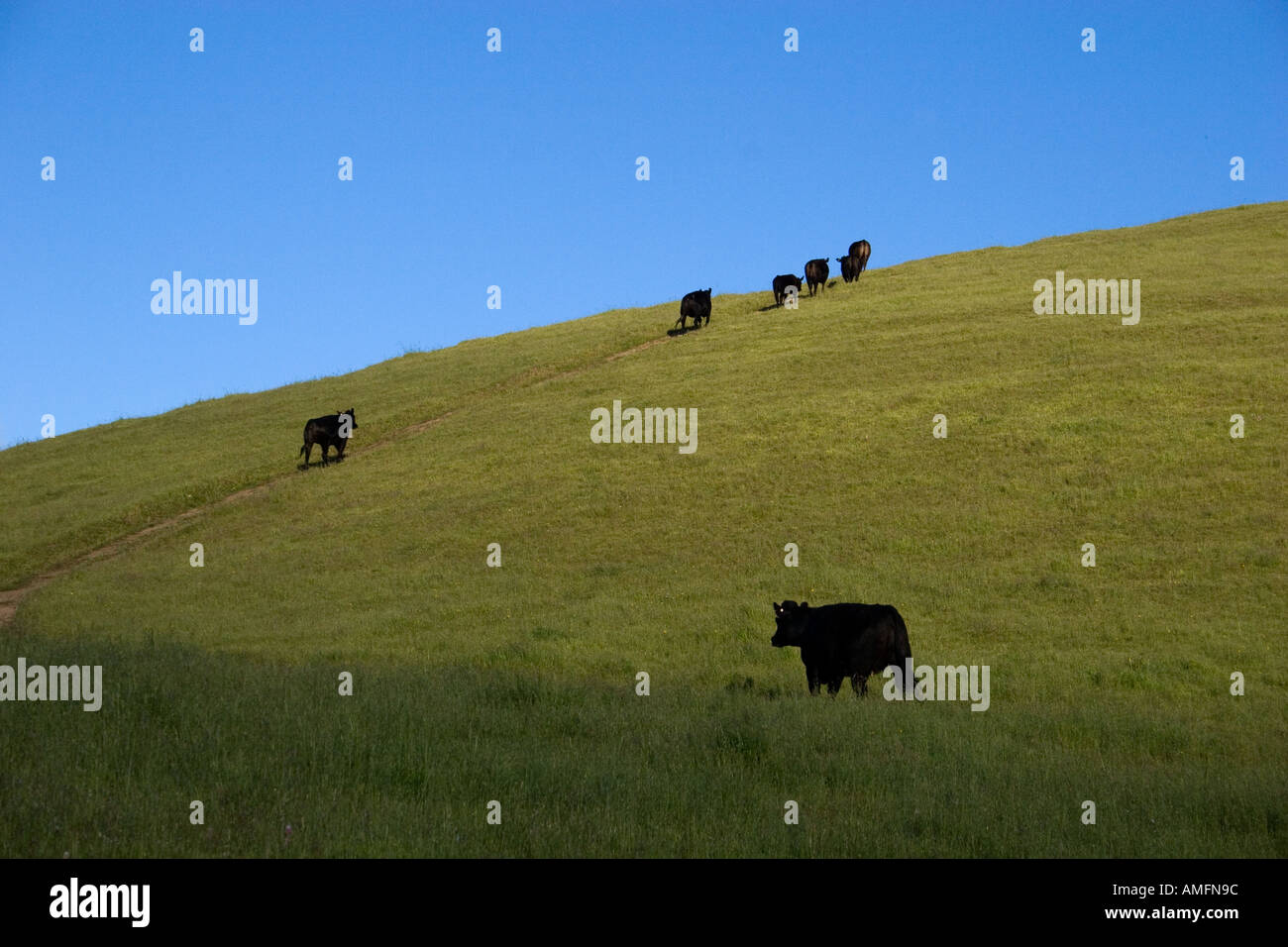 Cross bred Angus beef cows walk up a hill through lush pasture on a ...