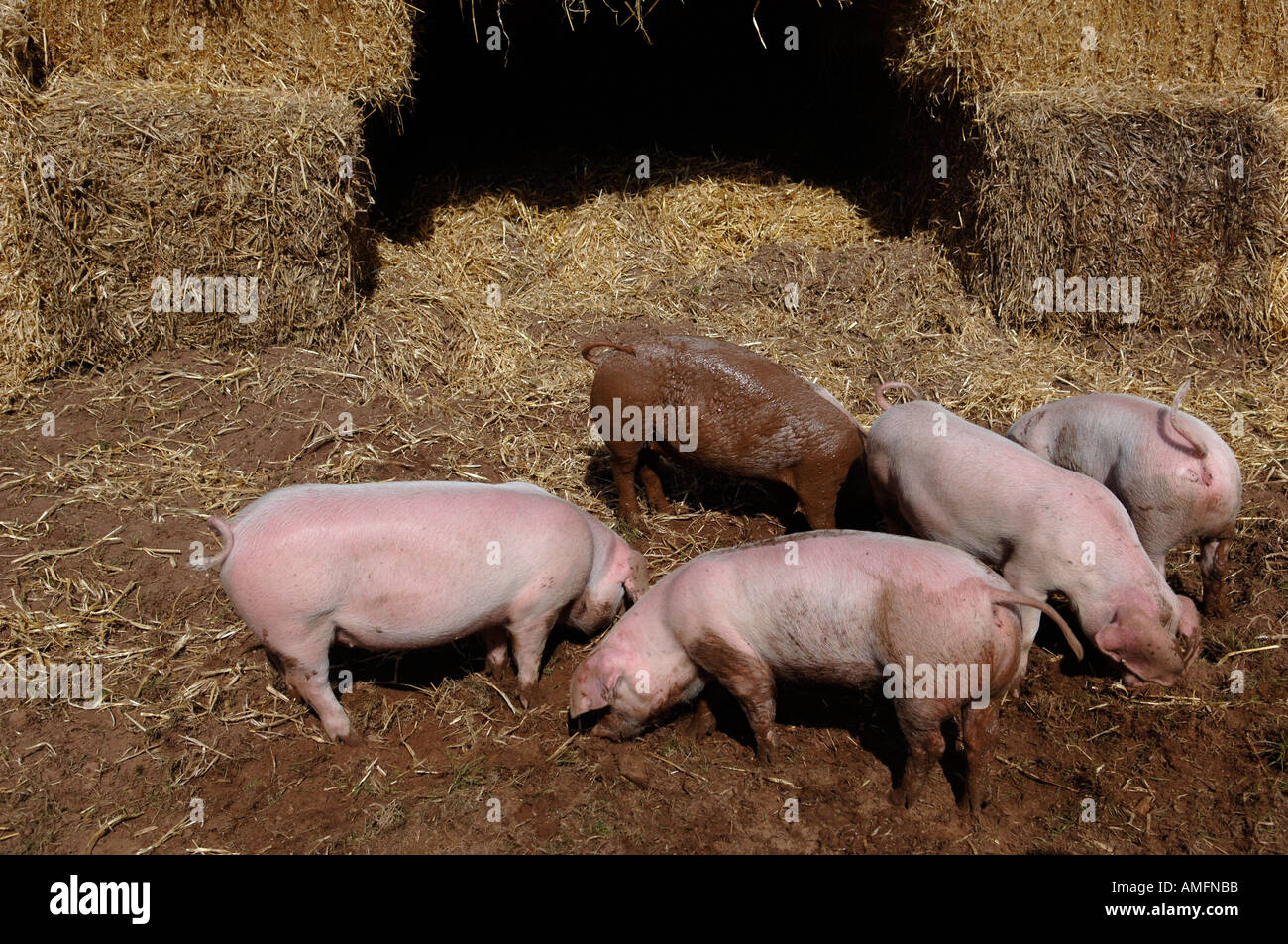Muddy pigs pigsty hi-res stock photography and images - Alamy