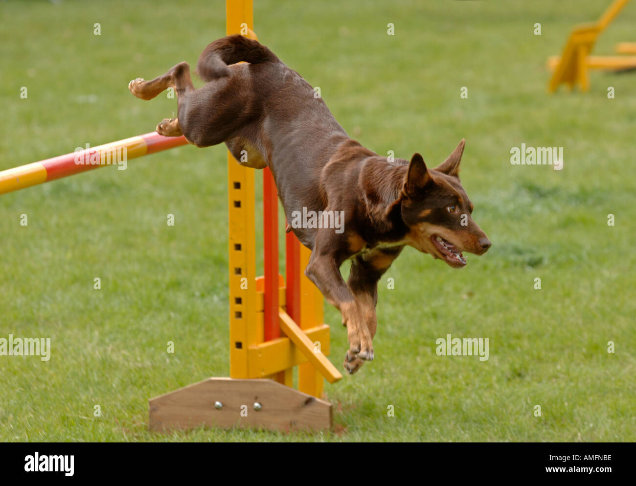 Dog jumping over bar hi-res stock photography and images - Alamy