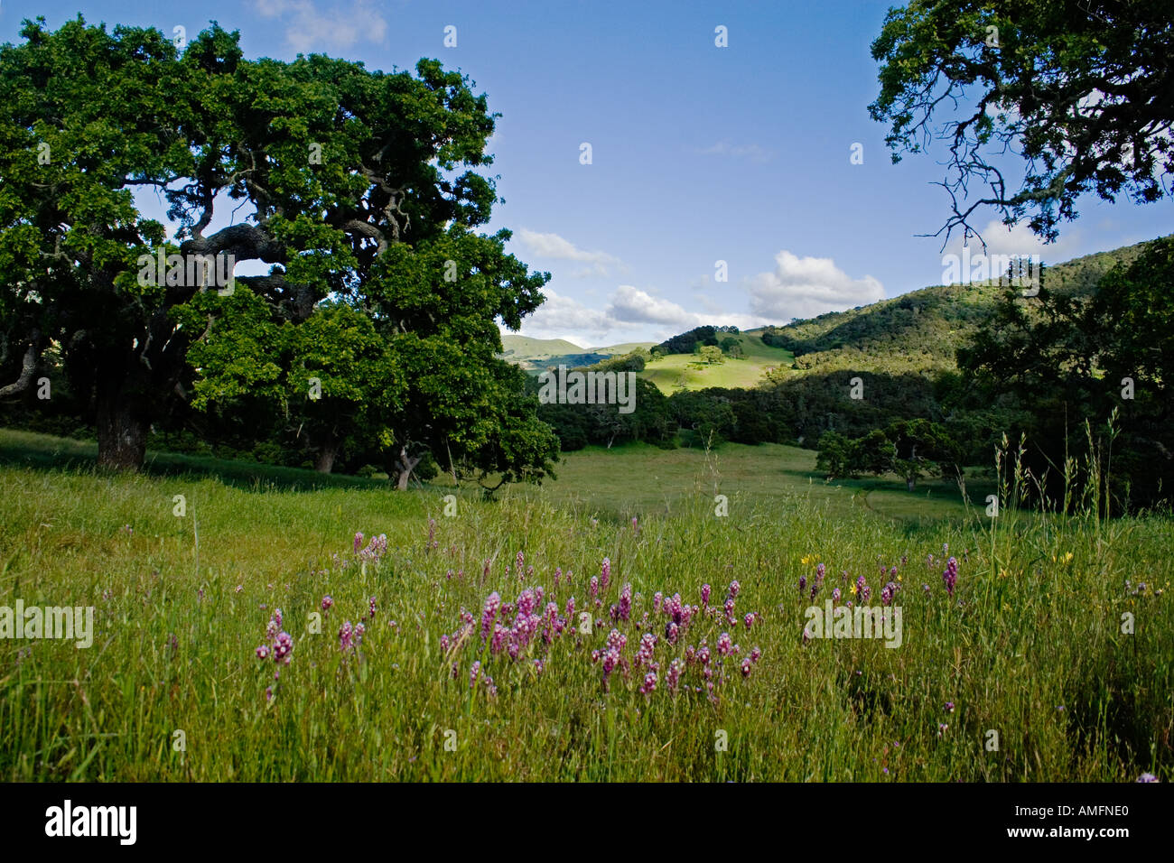 Owl s Clover grows in rich pasture in the oak studded hills of the ...