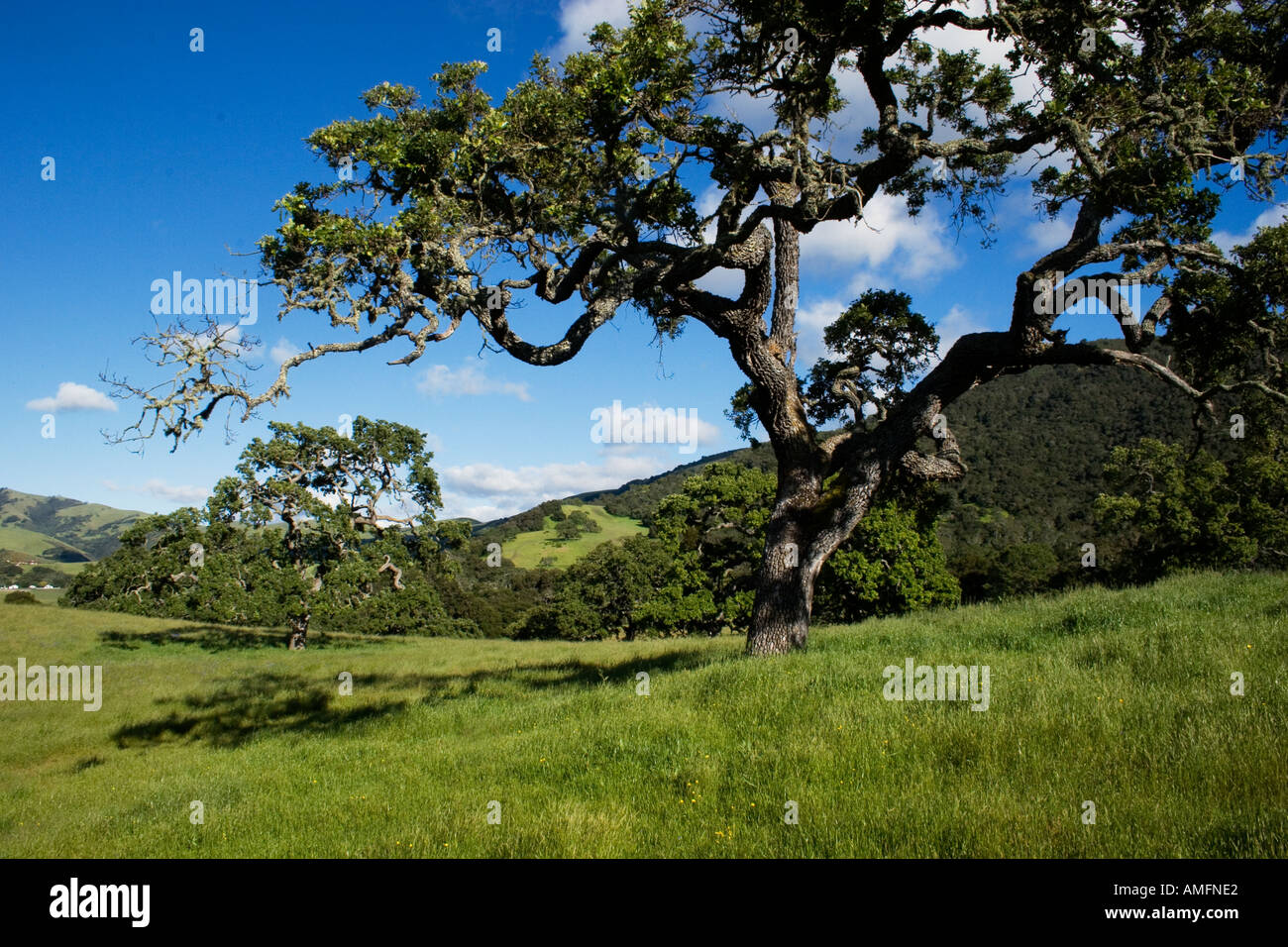 Rich pasture grows in spring on the oak studded hills of the Coastal ...