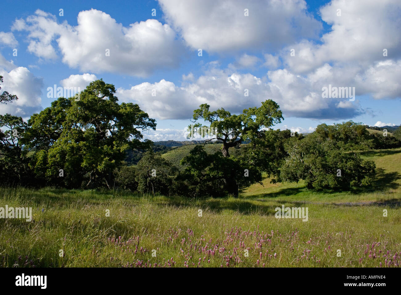 Rich pasture grows in spring on the oak studded hills of the Coastal ...