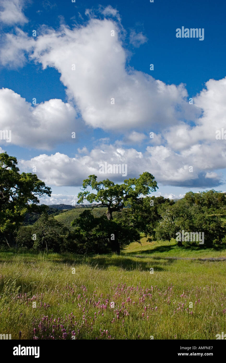 Rich pasture grows in spring on the oak studded hills of the Coastal ...