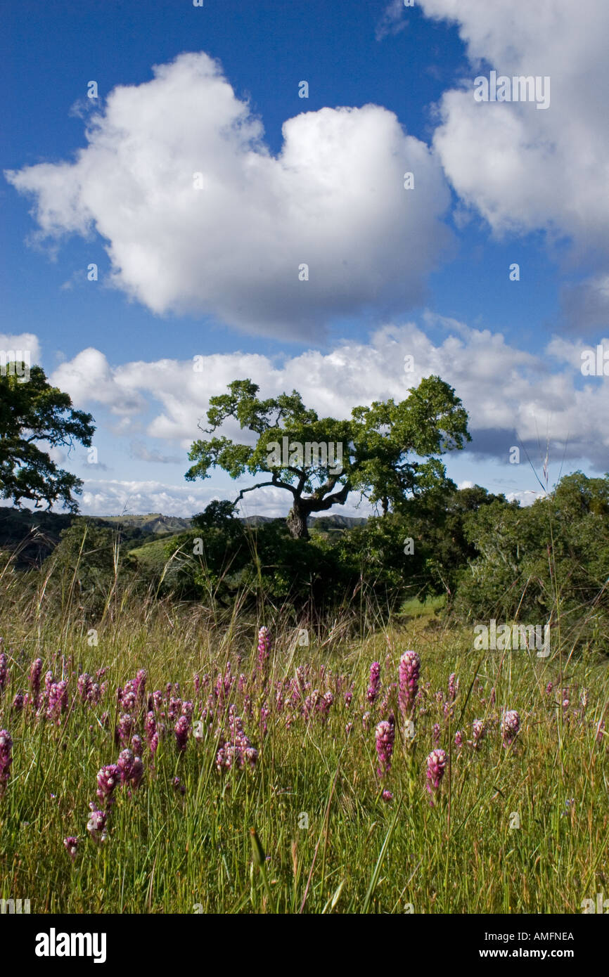 Owl s Clover grows in rich pasture in the oak studded hills of the ...