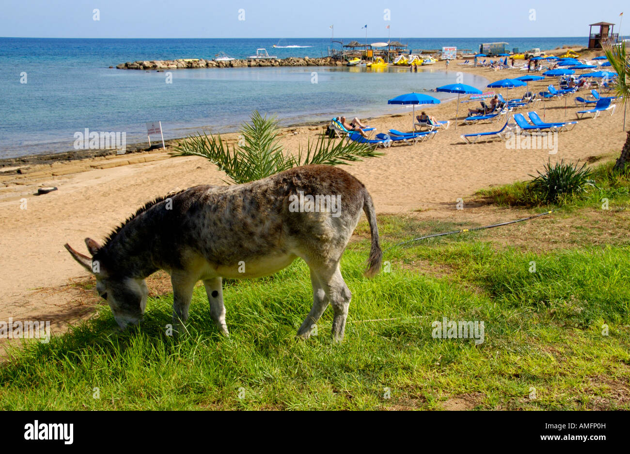 Donkey cyprus hi-res stock photography and images - Alamy