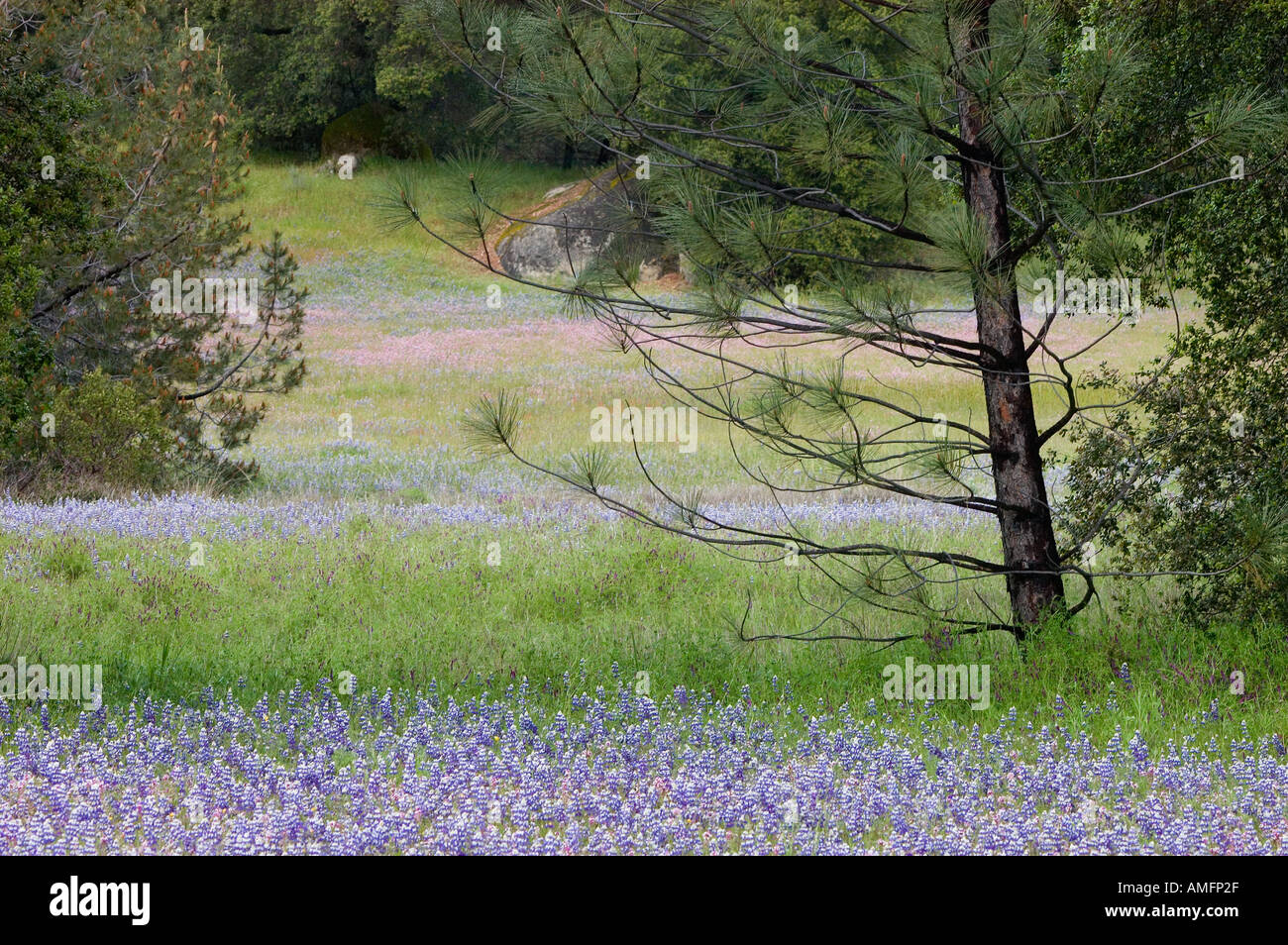 Pine trees and a field of wildflowers on a hike outside of INDIAN CAMP ...