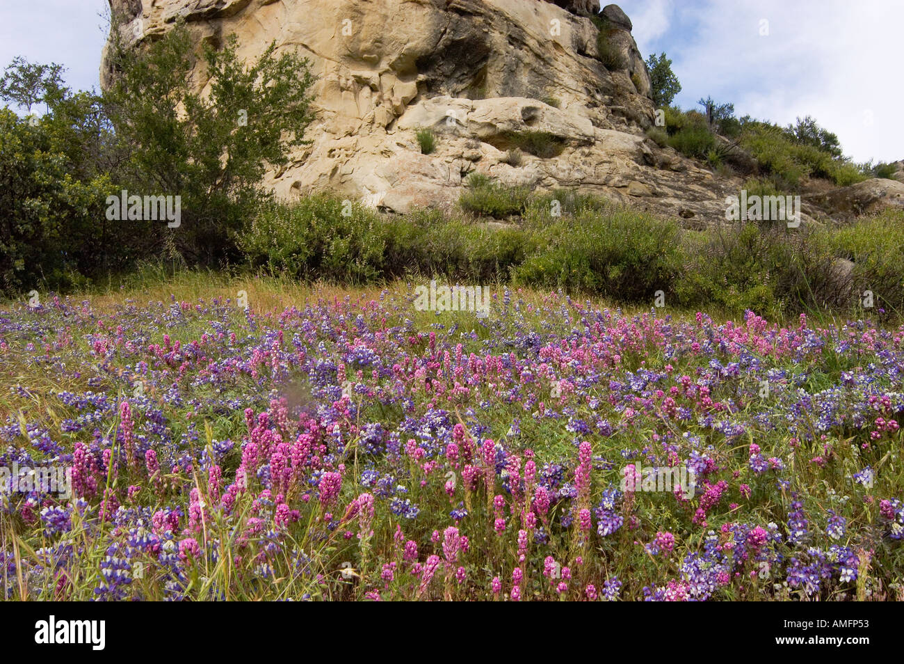 A field of wildflowers including Pink Owl s Clover Castilleja excerta ...