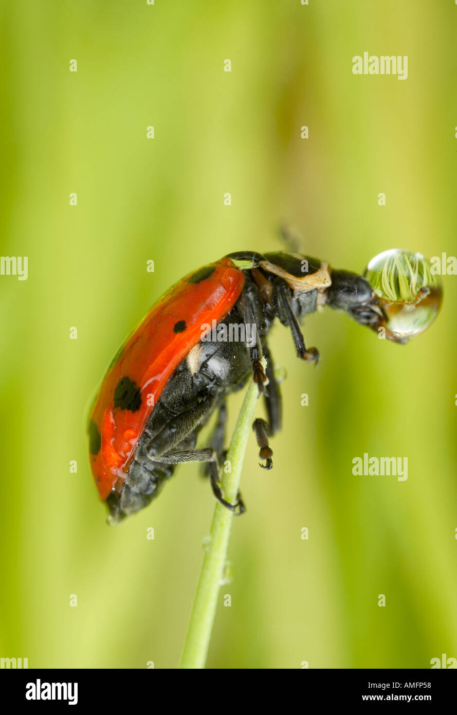 Lady bug in the grass 1 Stock Photo - Alamy