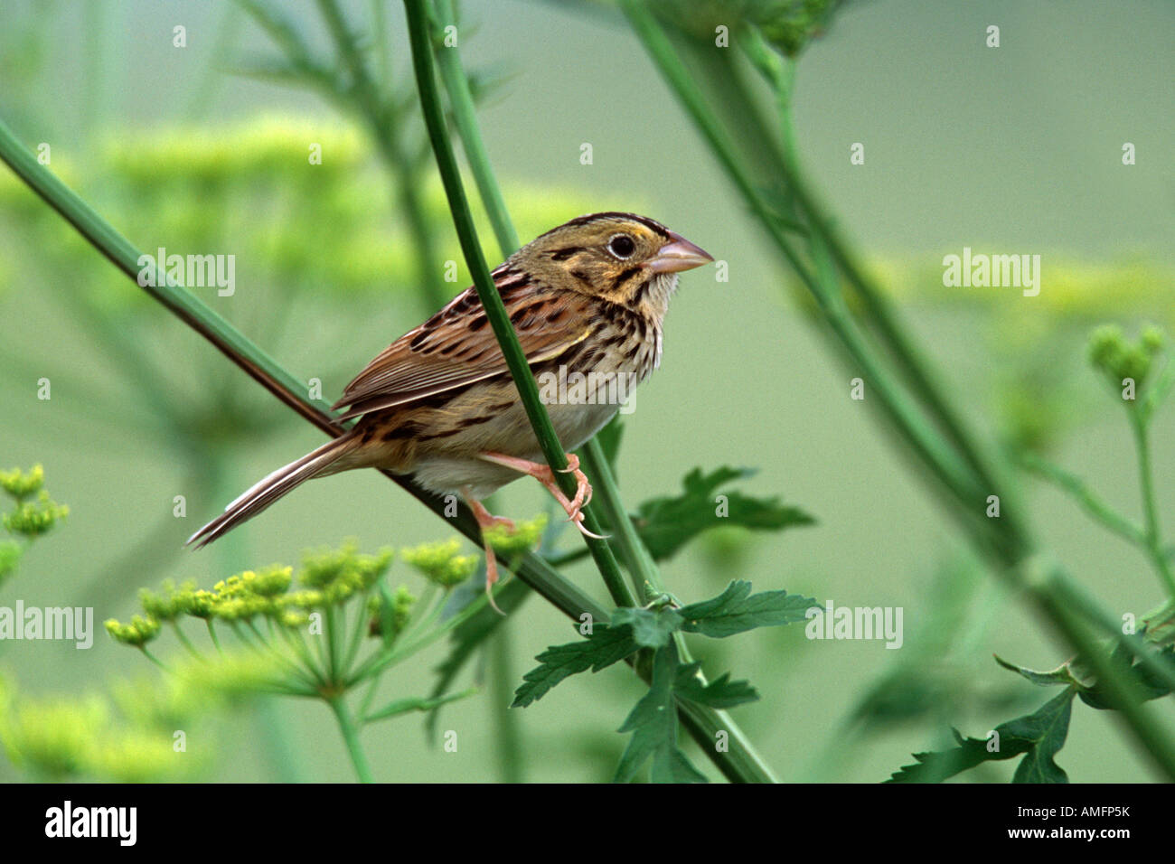 Grassland sparrows hi-res stock photography and images - Alamy