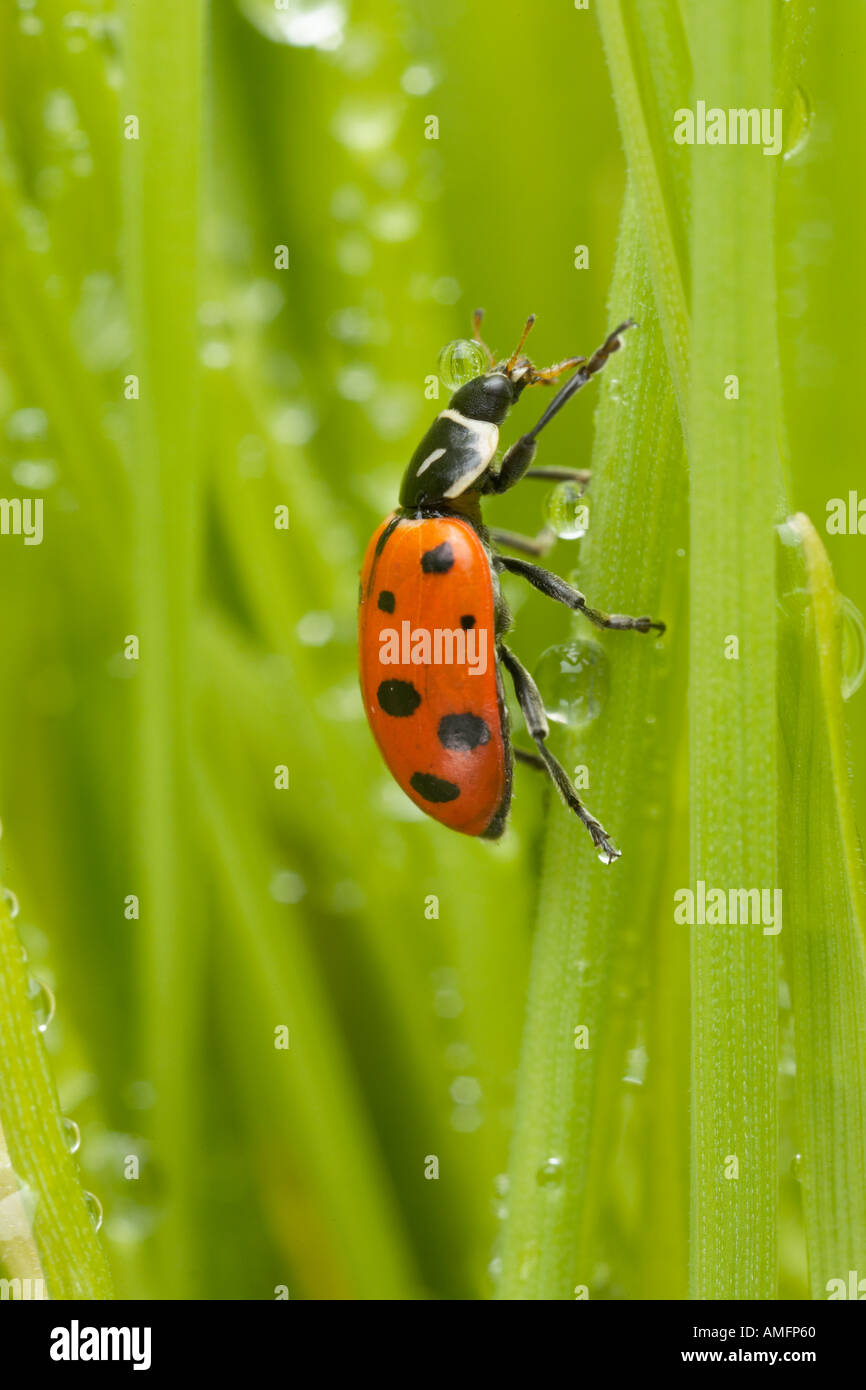 Lady bug in the grass 3 Stock Photo - Alamy