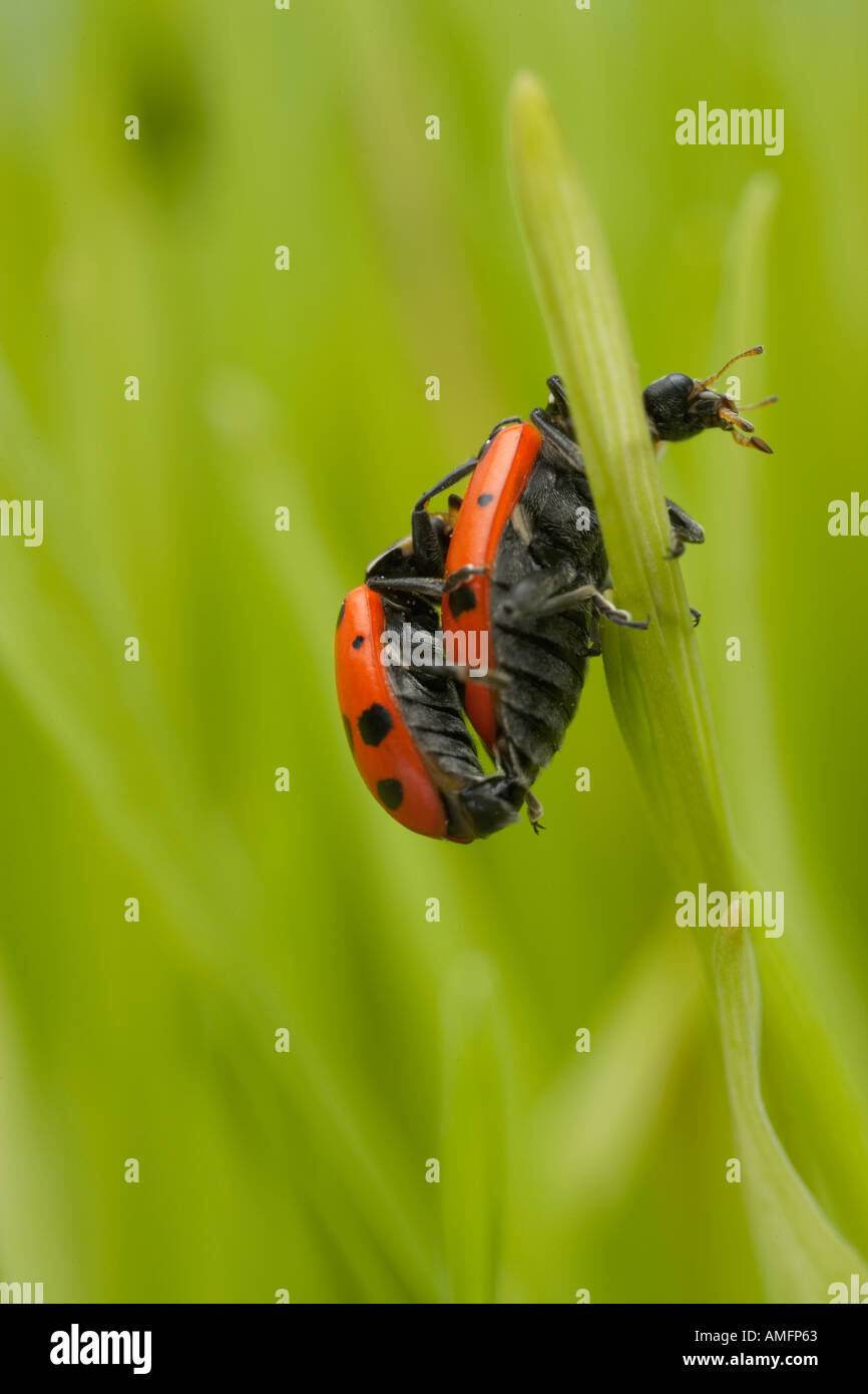 Two Lady bugs mating Stock Photo - Alamy