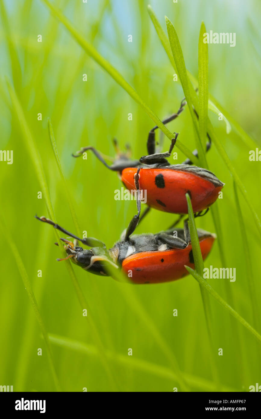 Two lady bugs one falling Stock Photo - Alamy