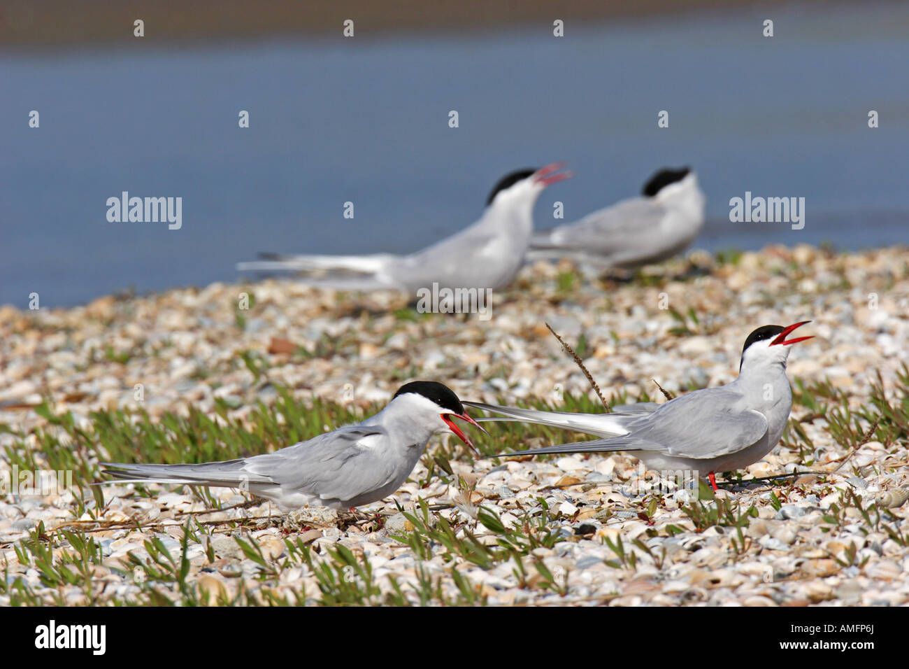 Flußseeschwalbe (sterna hirundo Stock Photo - Alamy