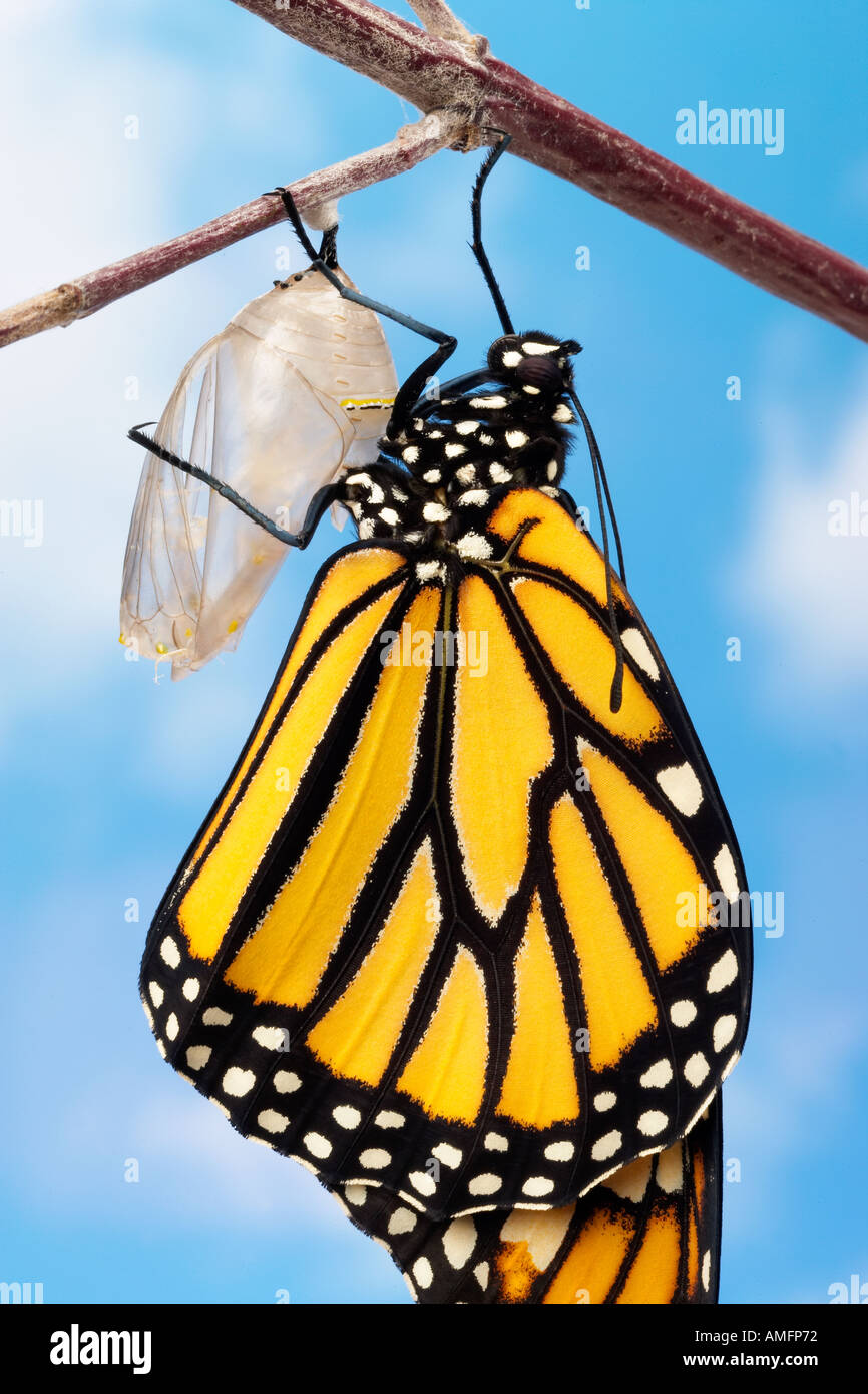 Monarch emerging hi-res stock photography and images - Alamy