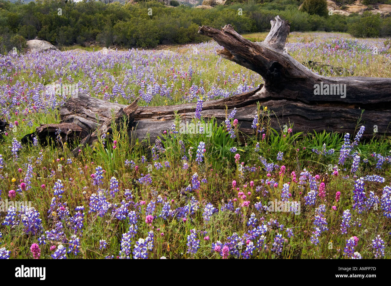 Wildflowers smells hi-res stock photography and images - Alamy