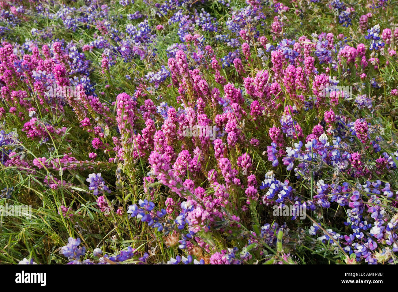 Excerta hi-res stock photography and images - Alamy