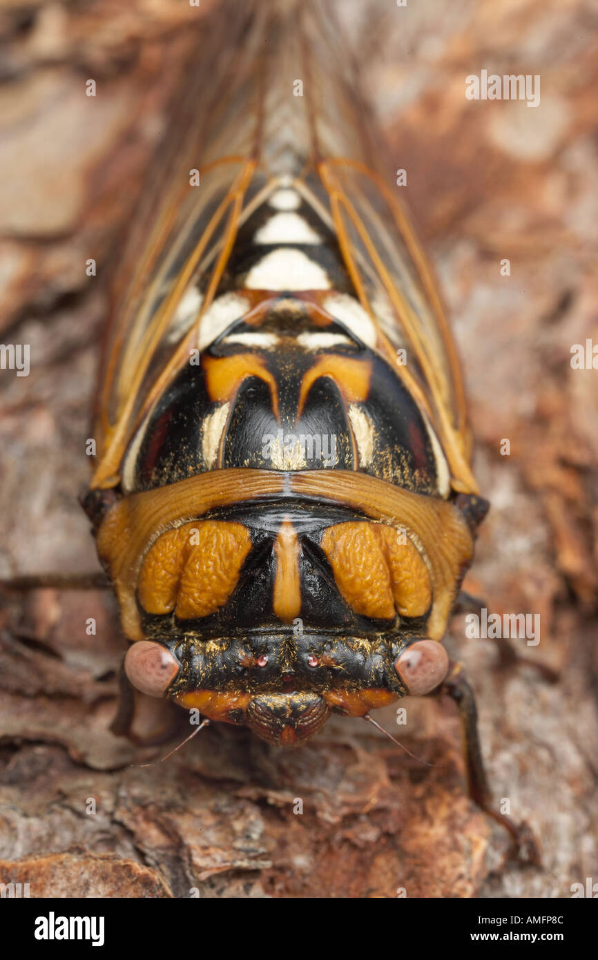 North american cicada Stock Photo - Alamy