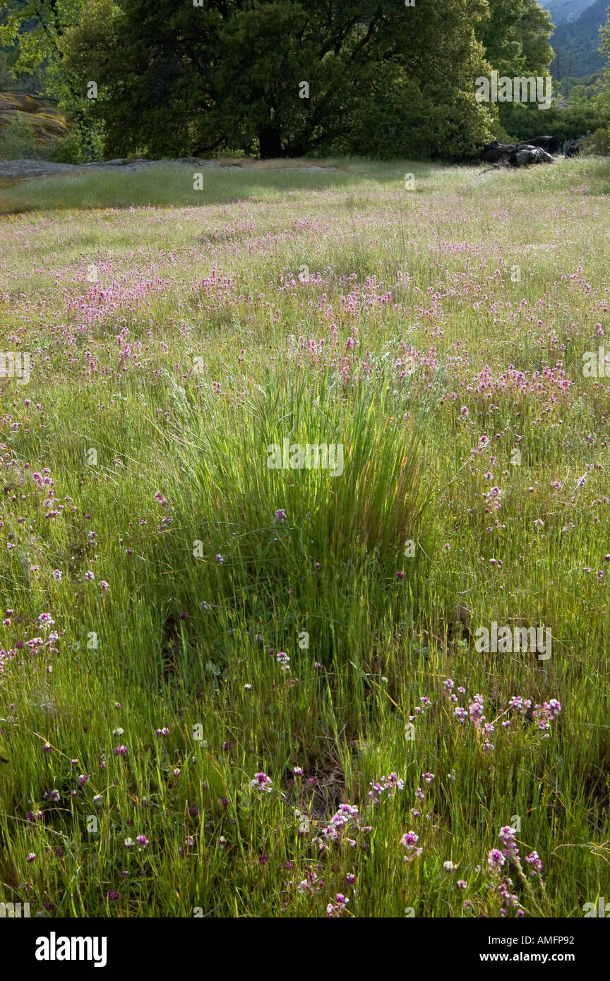 Oak tree native grasses and Pink Owl s Clover near INDIAN CAMP GROUND ...