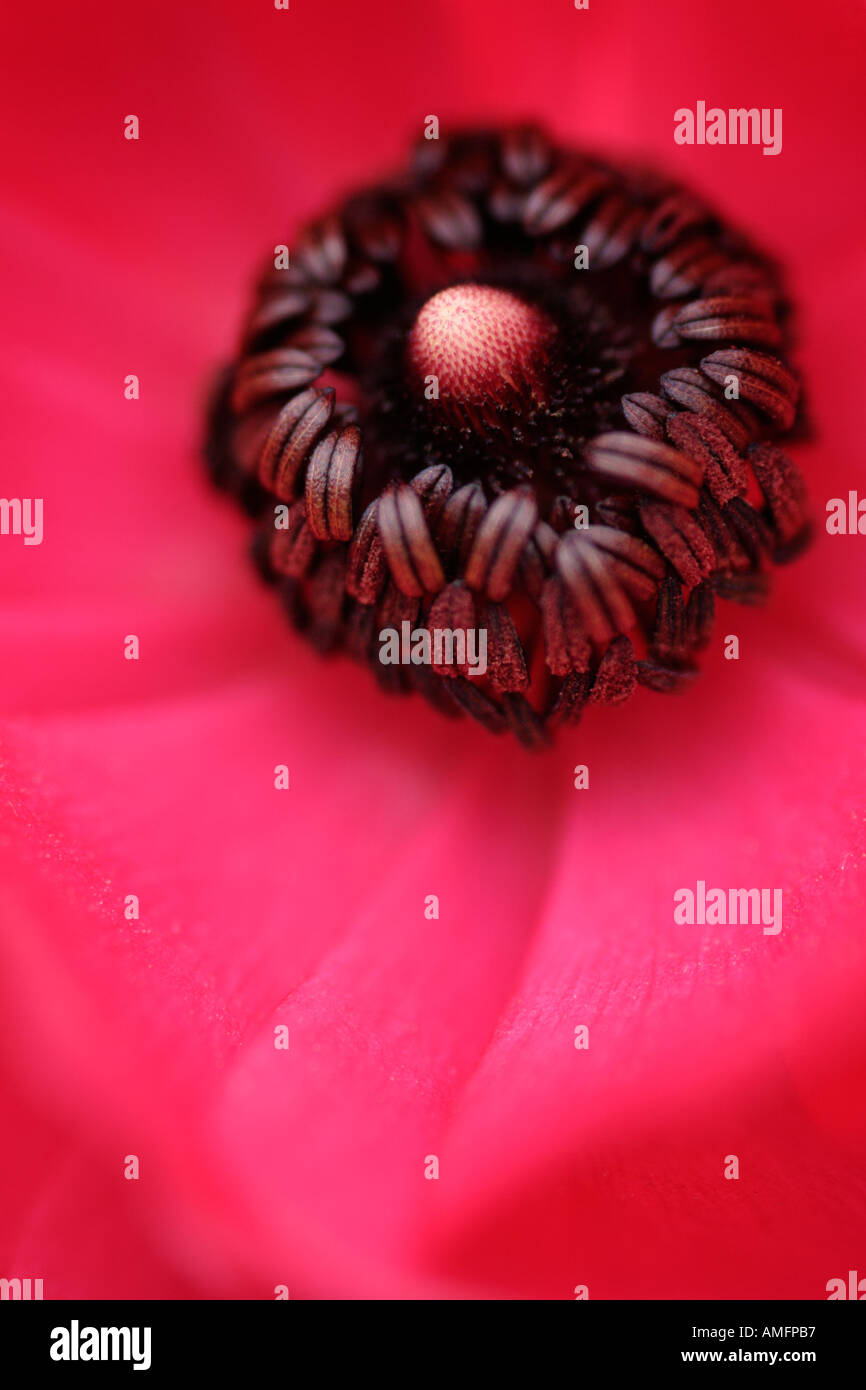 Vertical Close up of centre of red pink Ranunculus Flower Stock Photo ...