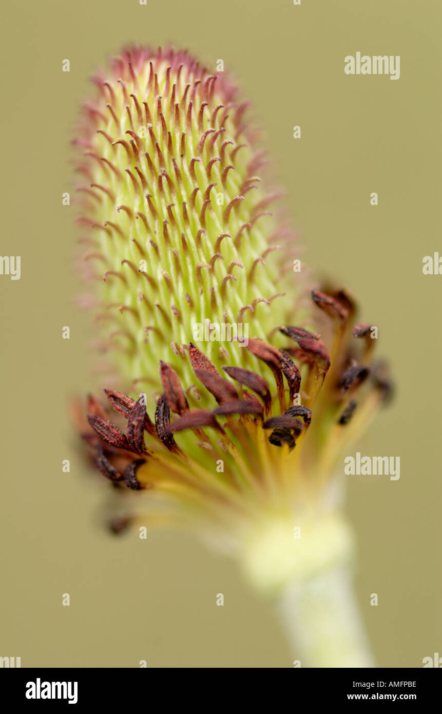 Vertical Close up of seed head of Ranunculus Flower Stock Photo - Alamy