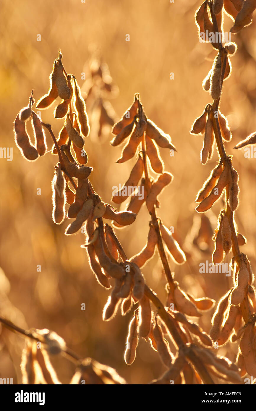 Bushel of beans hi-res stock photography and images - Alamy