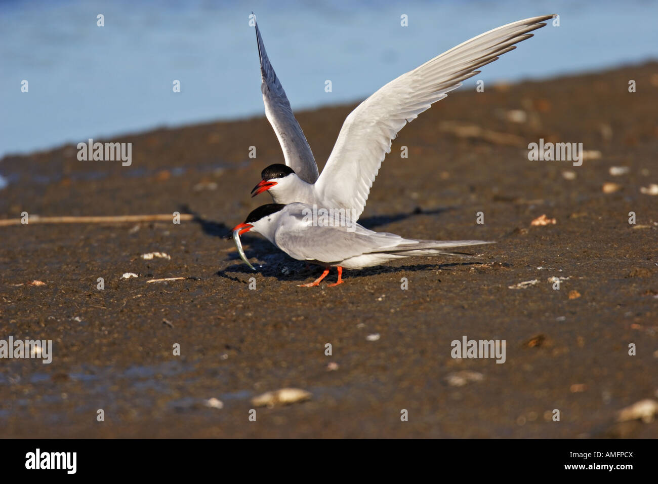 Fluss seeschwalbe hi-res stock photography and images - Alamy