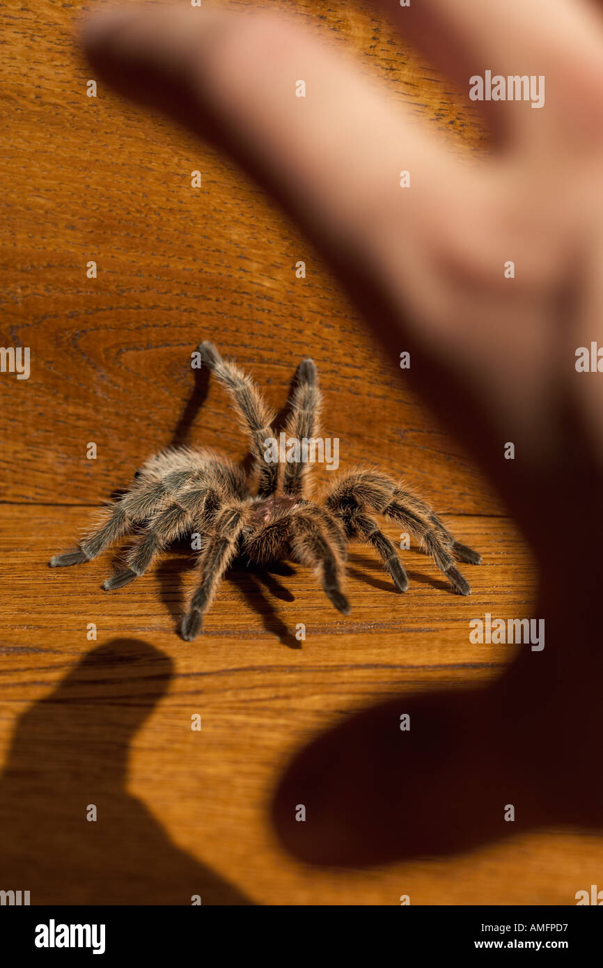 Spider bite hand hi-res stock photography and images - Alamy