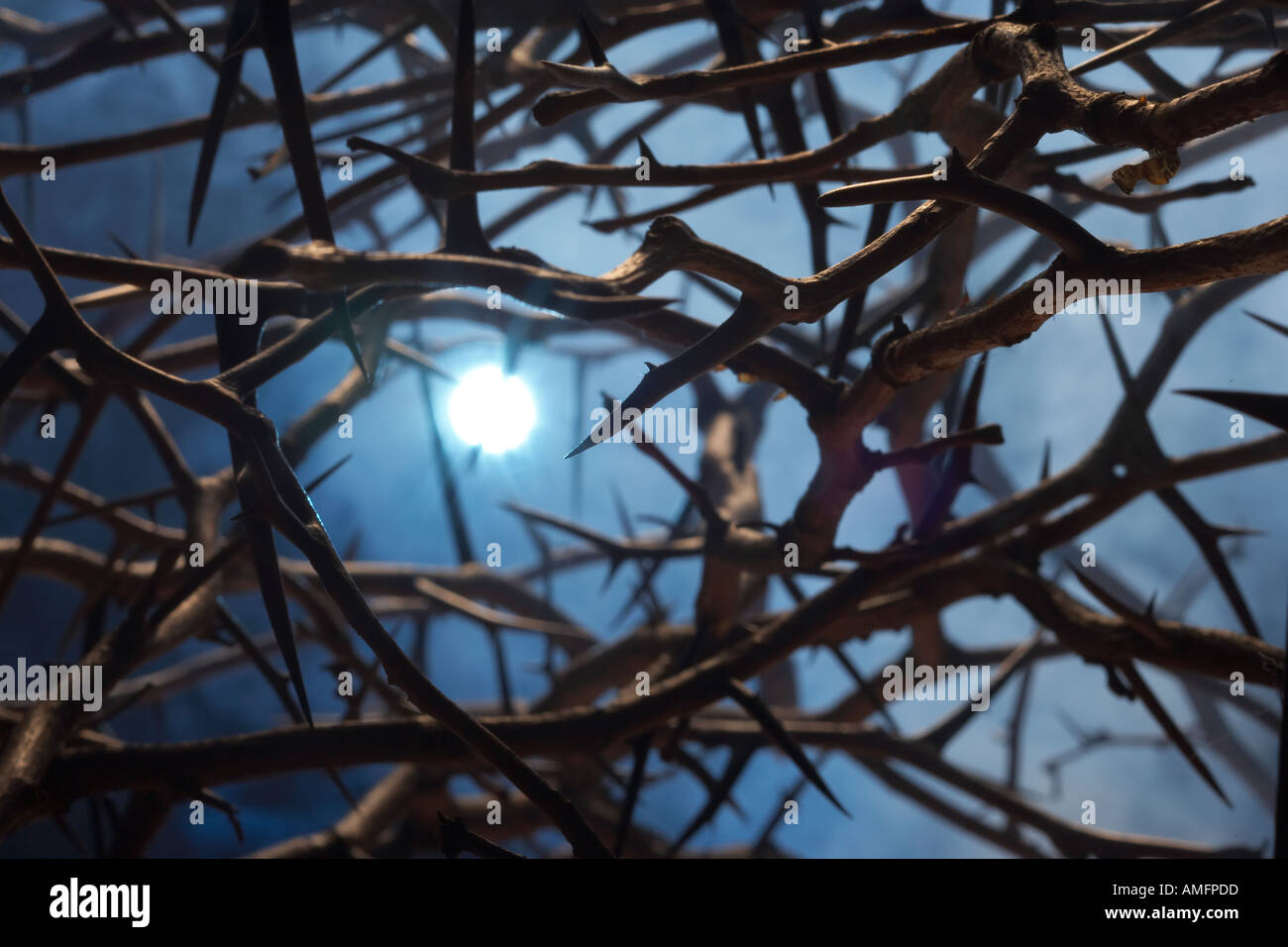 Thorn tree background 2 Stock Photo - Alamy