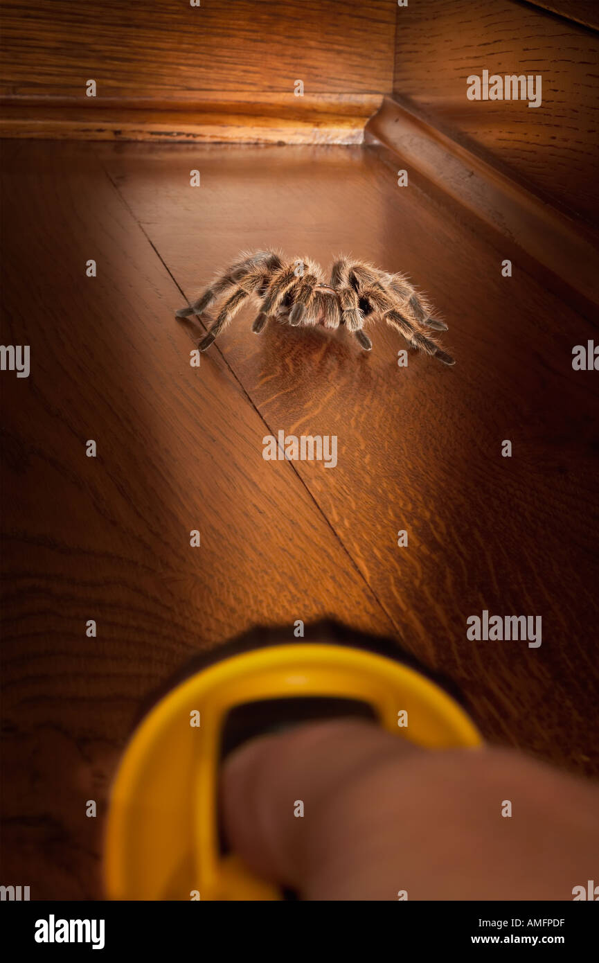 Tarantula in hand hi-res stock photography and images - Alamy