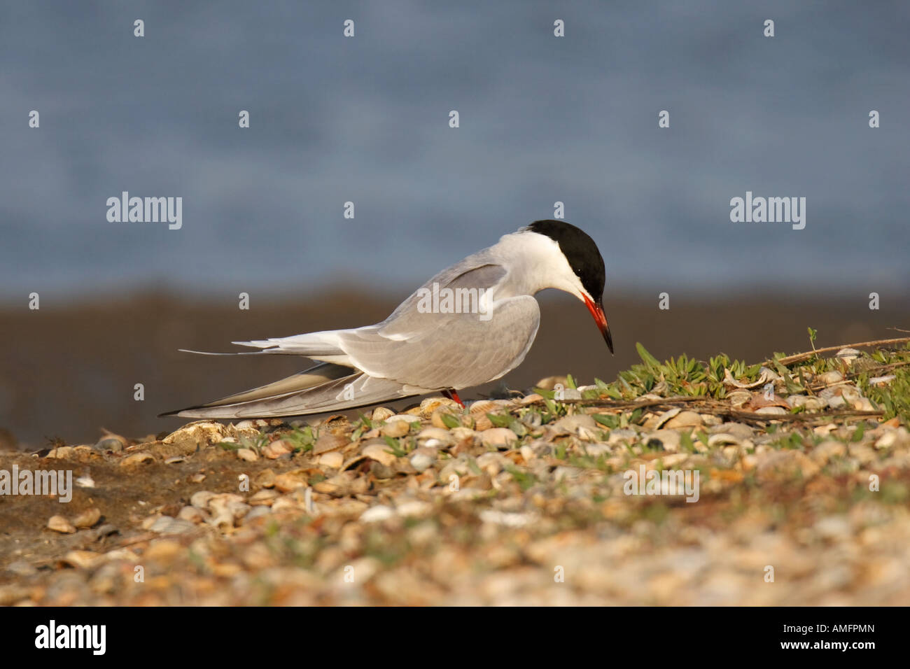 Flußseeschwalbe (sterna hirundo Stock Photo - Alamy