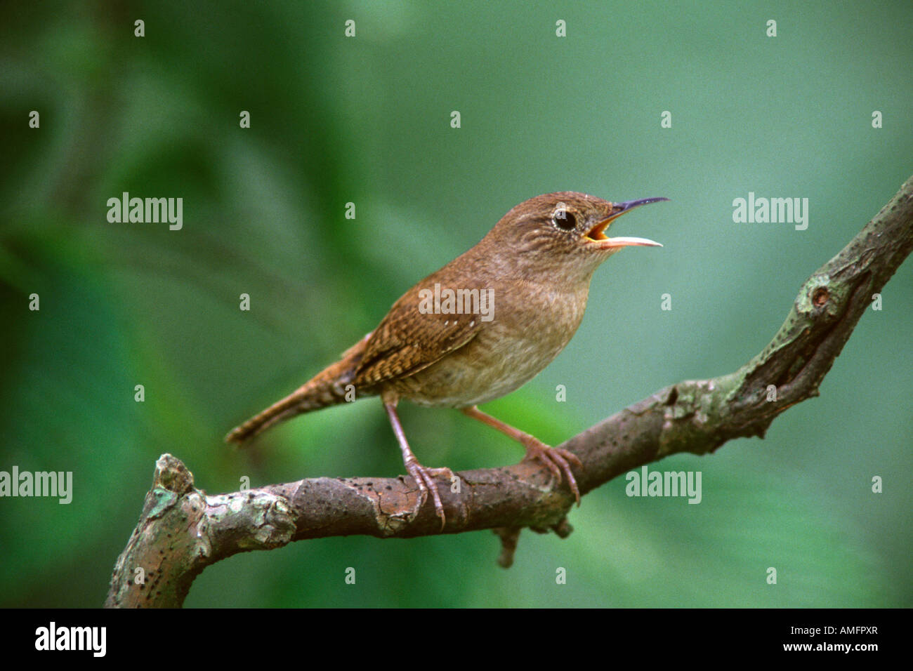 Singing House Wren Stock Photo - Alamy