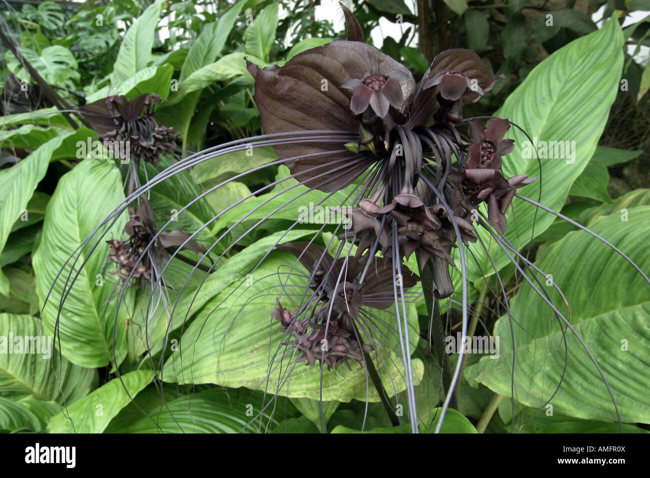 Black orchid hi-res stock photography and images - Alamy