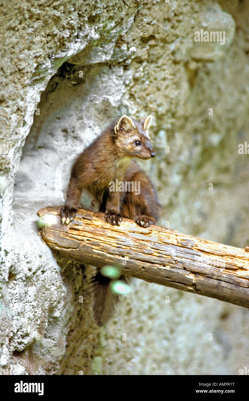 American marten washington hi-res stock photography and images - Alamy