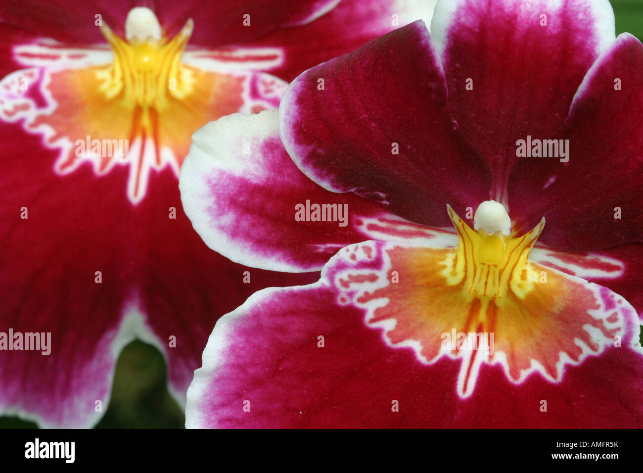 Miltonia red tide orchid hi-res stock photography and images - Alamy