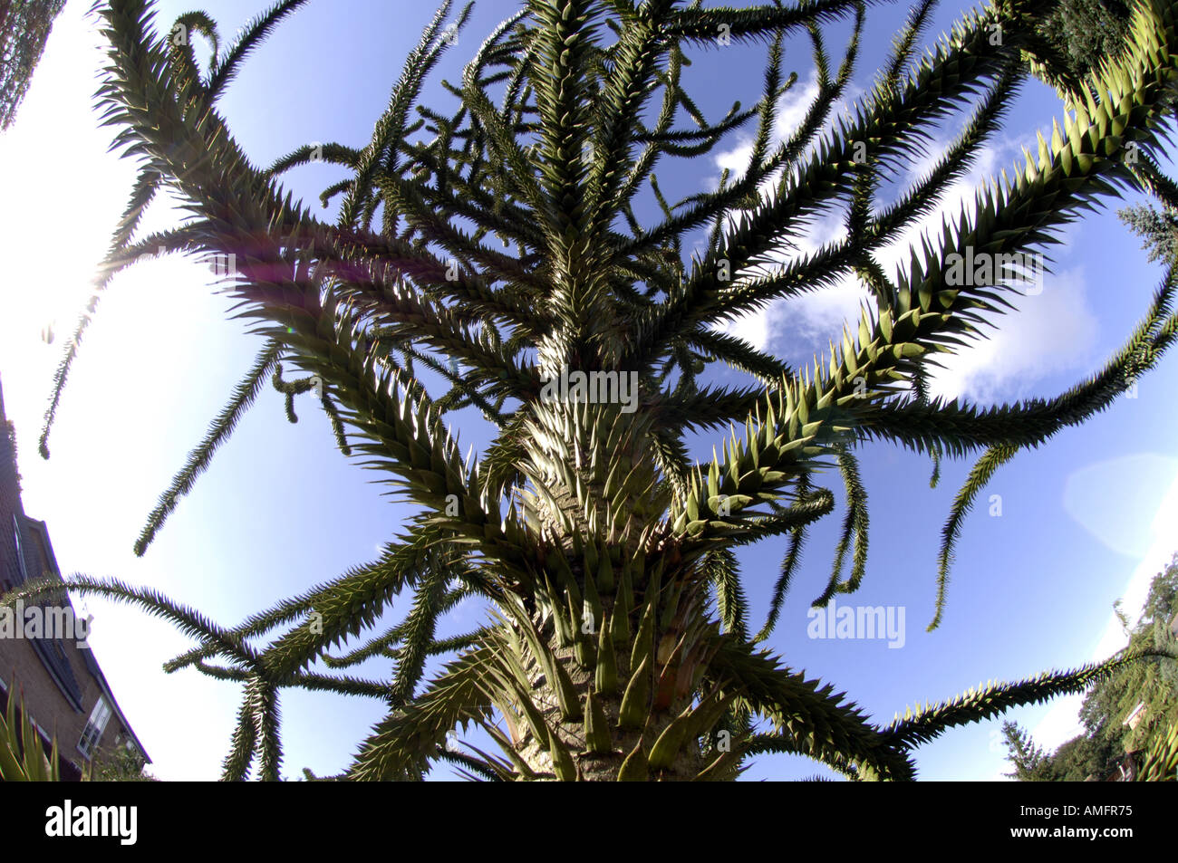 monkey tree green wideangle fisheye lens weird tree grow growing garden ...
