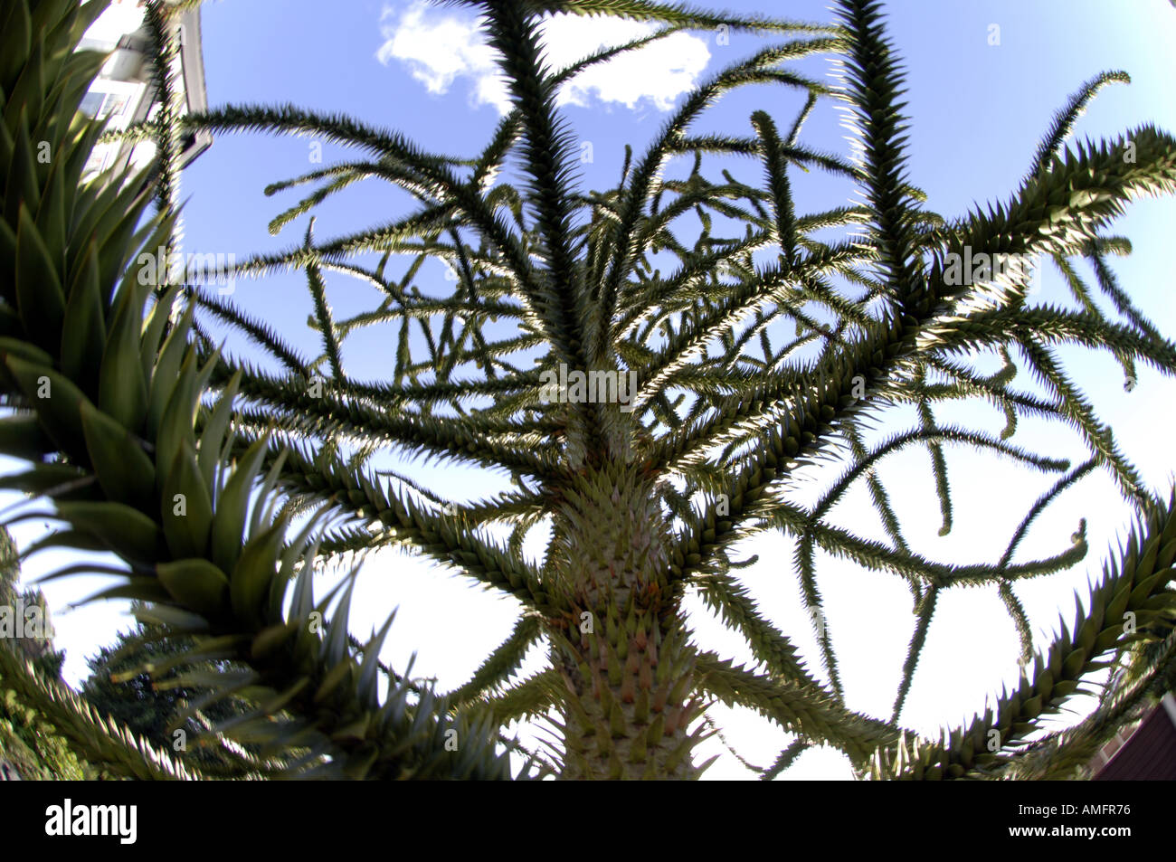 monkey tree green wideangle fisheye lens weird tree grow growing garden ...