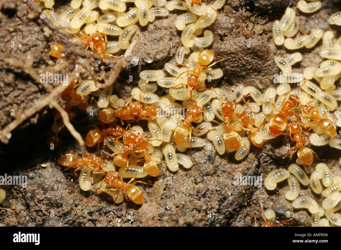 Insects under stone hi-res stock photography and images - Alamy
