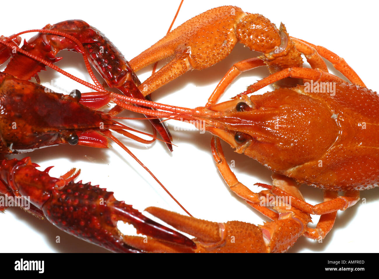 Fighting fight hi-res stock photography and images - Alamy