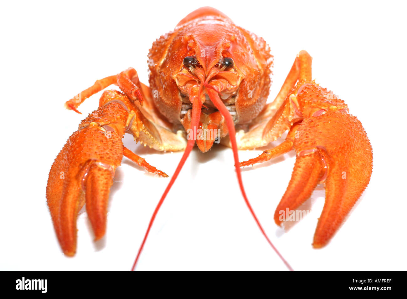 Crawfish looking into the camera Stock Photo - Alamy