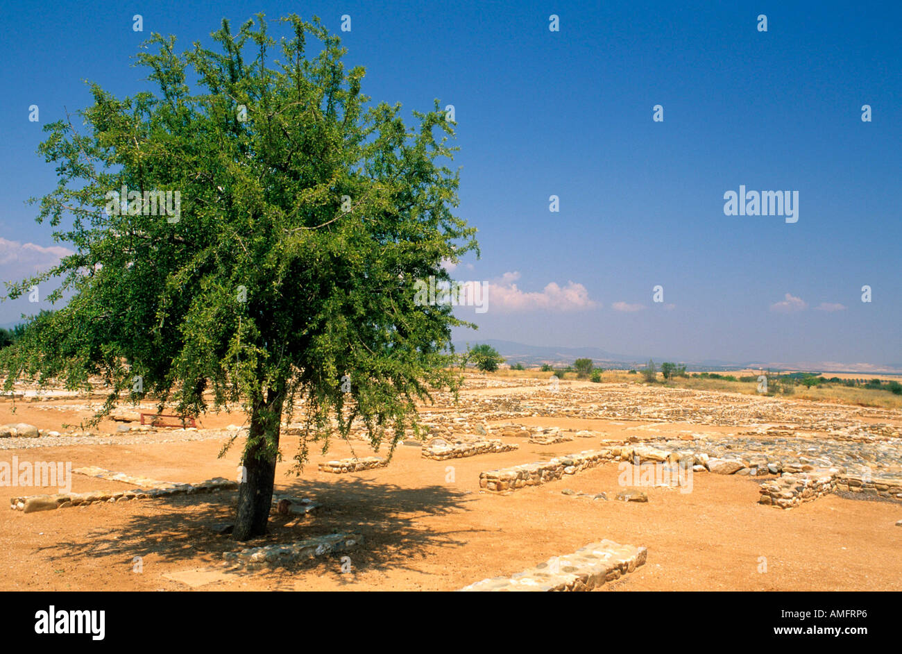 Olynthus hi-res stock photography and images - Alamy