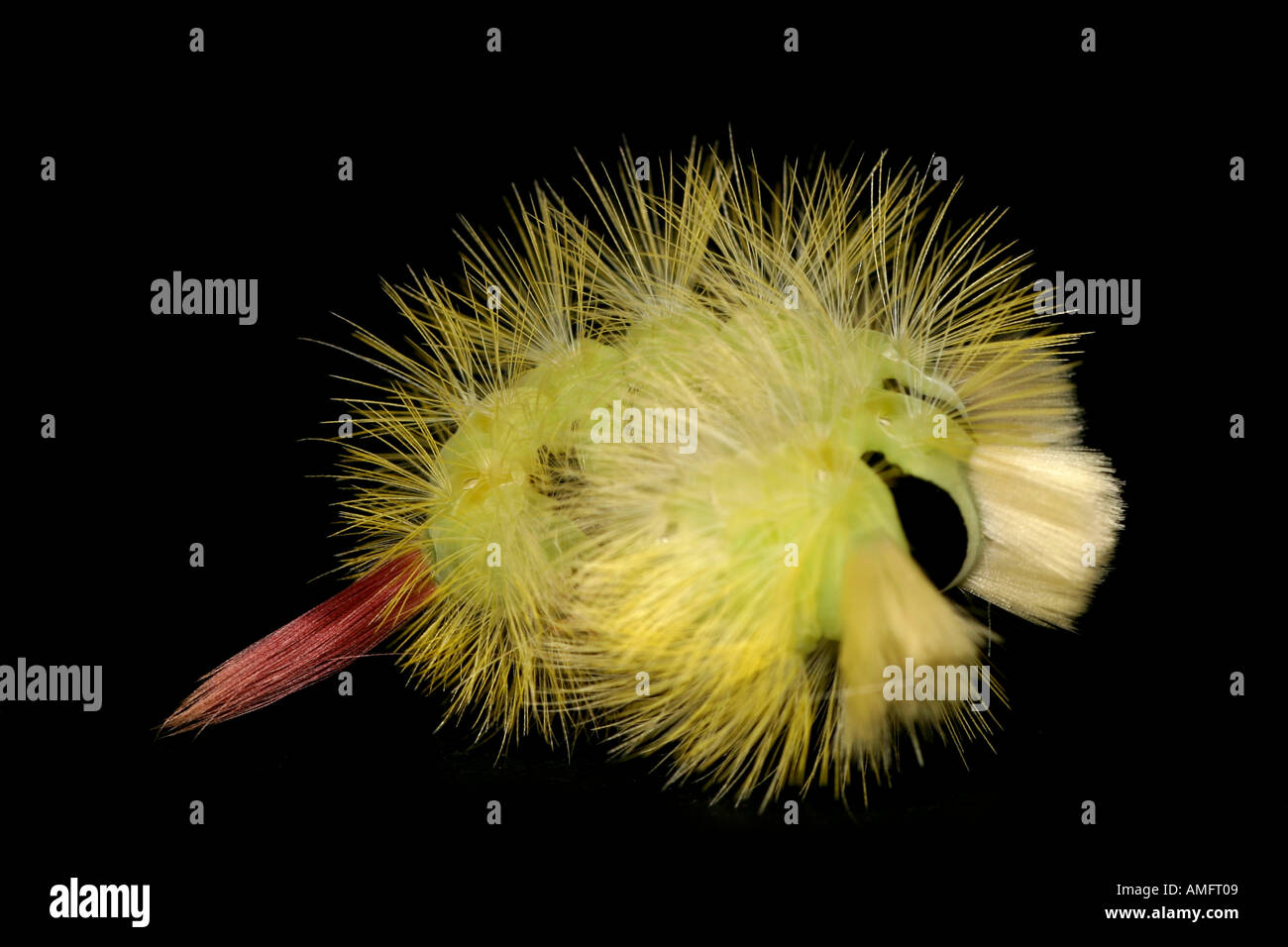 Pale Tussock moth larva Calliteara pudibunda Stock Photo - Alamy