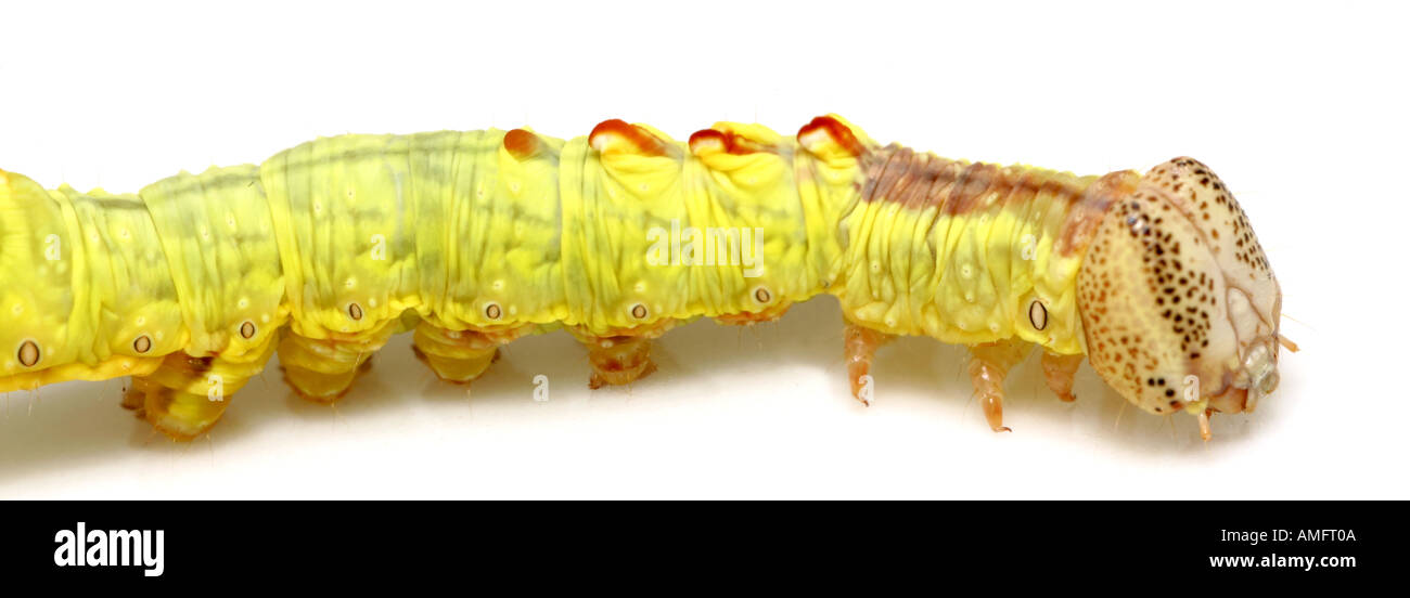 Iron Prominent moth larva, Notodonta Dromedarius Stock Photo - Alamy