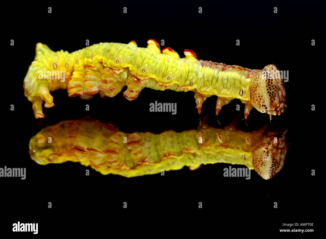 Larva Legs Hi res Stock Photography And Images Alamy