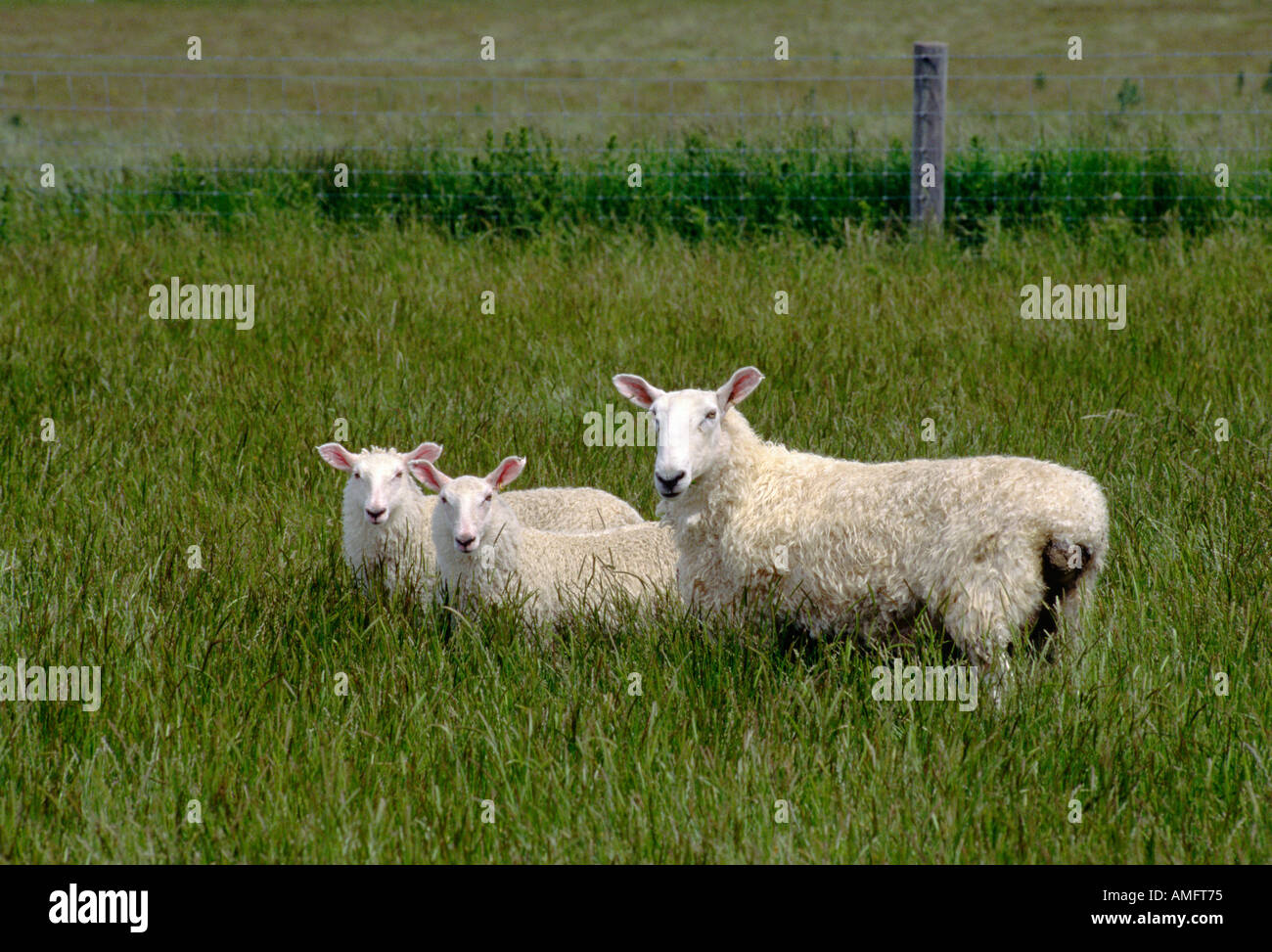 A mother with 2 lambs part of New Zealands 70 million SHEEP graze on ...