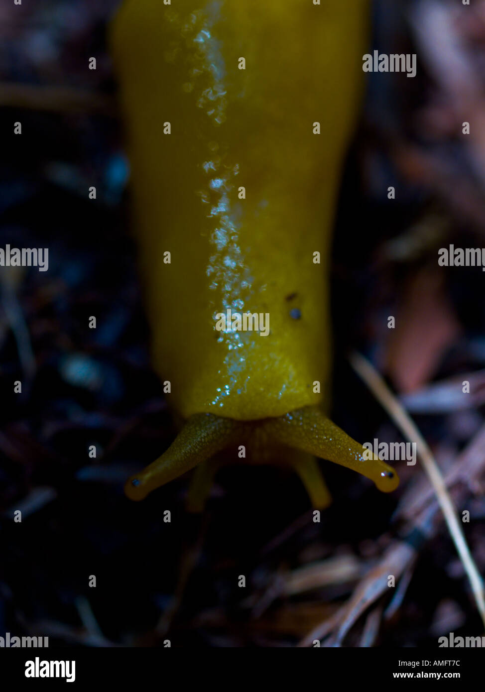 A slithering yellow banana slug Opisthobranch Molluscs Stock Photo - Alamy