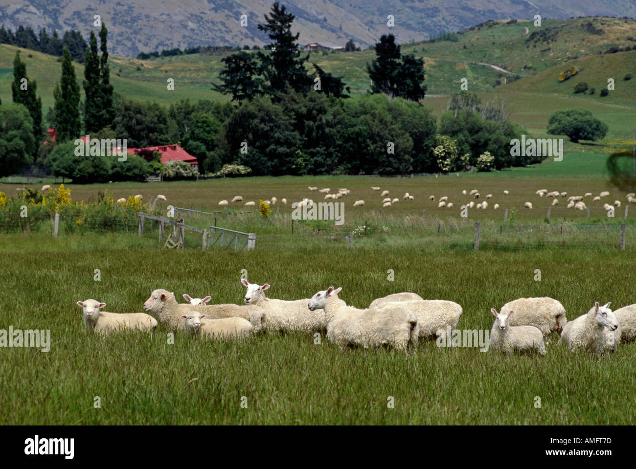 A flock of SHEEP graze on the lush pasture found near Queenstown New ...