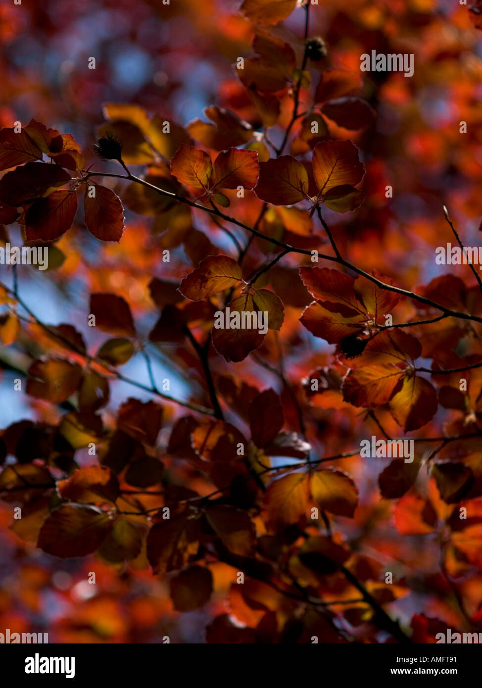 luscious red leaves overlapping and contrast against the pretty blue ...