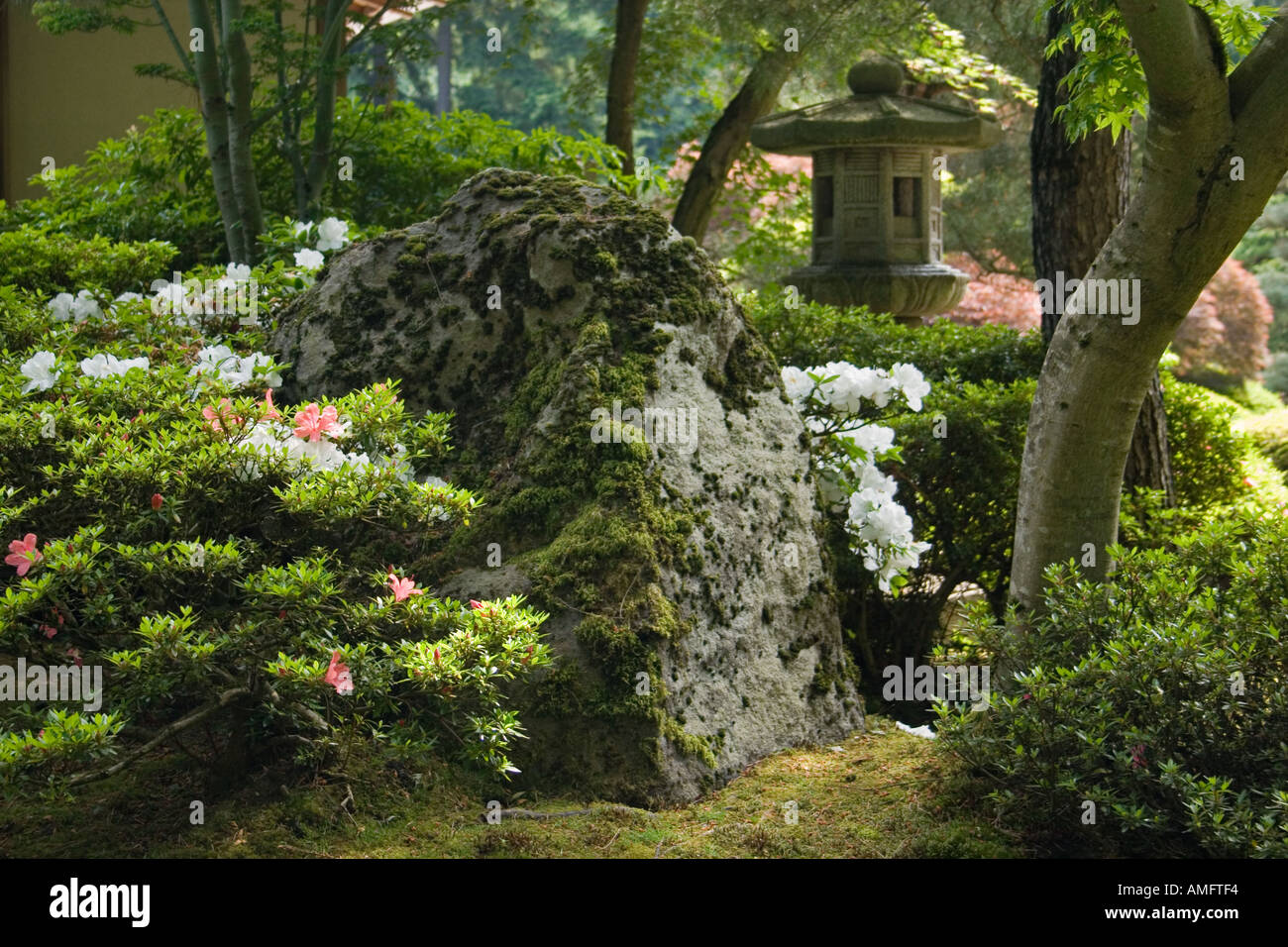 White azaleas bloom in the spring at Portland s Japanese garden ...