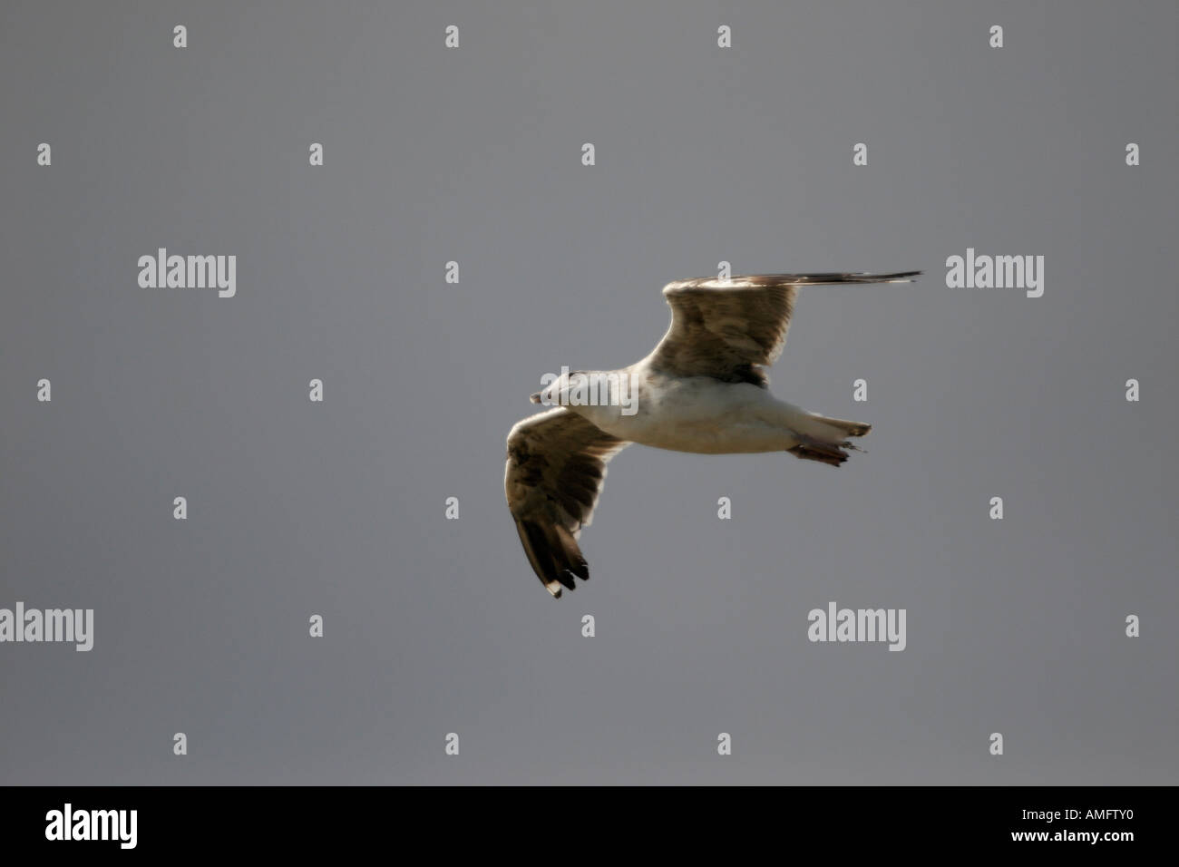 LESSER BLACK-BACKED GULL IN FLIGHT against a blue-grey sky Seen from ...